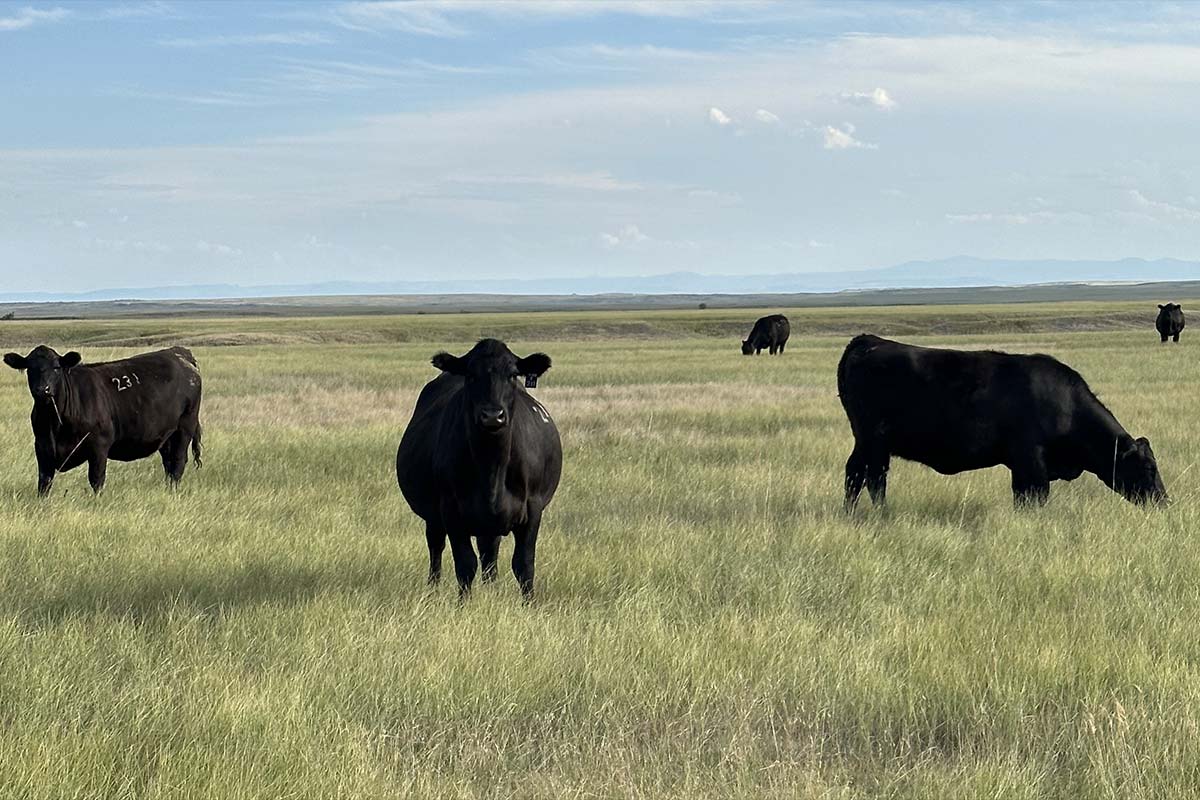 Registered Cow Herd | Calving Ease | Fleshing Ability | Belle Fourche, SD