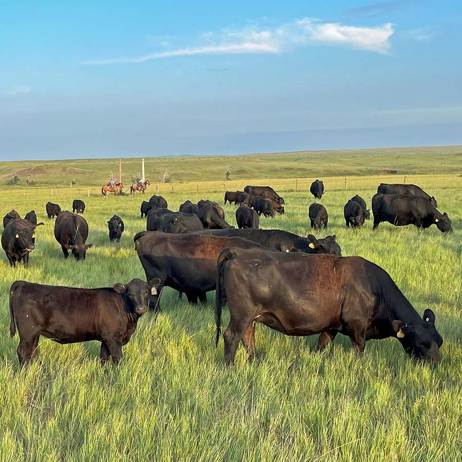 Registered Cow Herd | Calving Ease | Fleshing Ability | Belle Fourche, SD