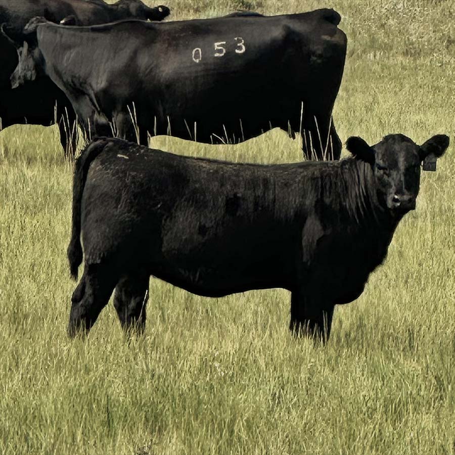 Registered Cow Herd | Calving Ease | Fleshing Ability | Belle Fourche, SD