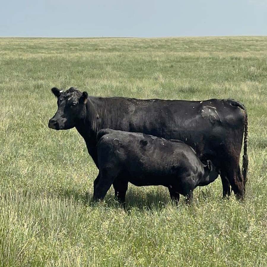 Registered Cow Herd | Calving Ease | Fleshing Ability | Belle Fourche, SD