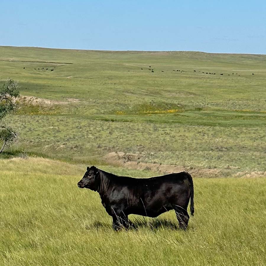 Registered Cow Herd | Calving Ease | Fleshing Ability | Belle Fourche, SD