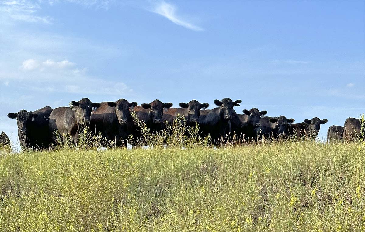 Registered Cow Herd | Calving Ease | Fleshing Ability | Belle Fourche, SD