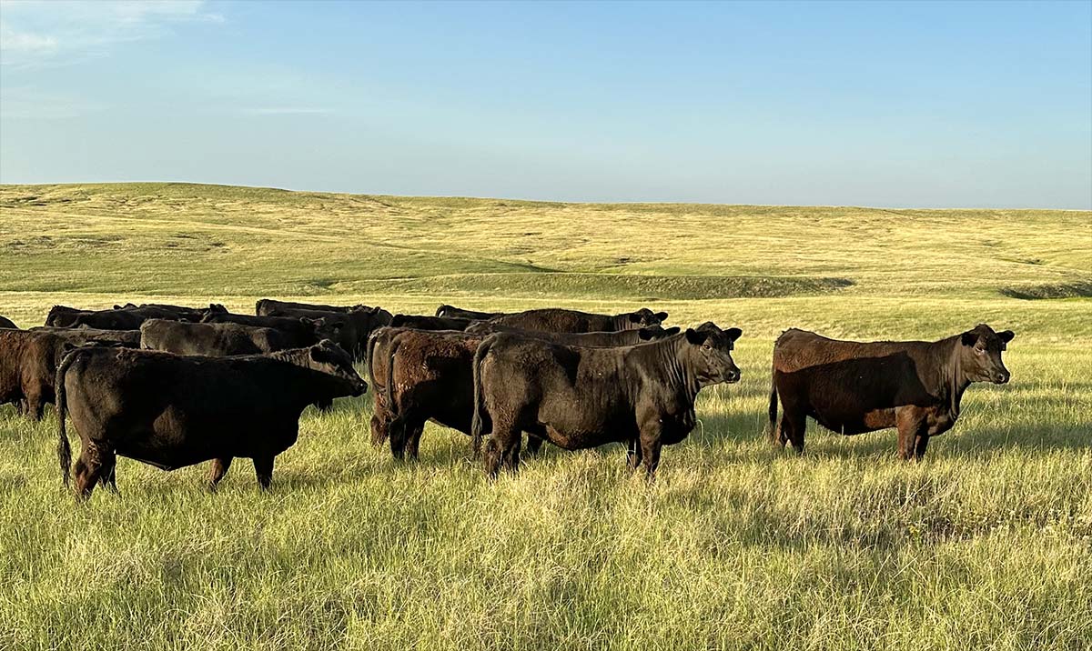 Registered Cow Herd | Calving Ease | Fleshing Ability | Belle Fourche, SD