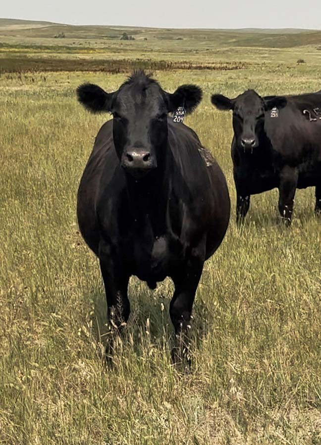 Registered Cow Herd | Calving Ease | Fleshing Ability | Belle Fourche, SD