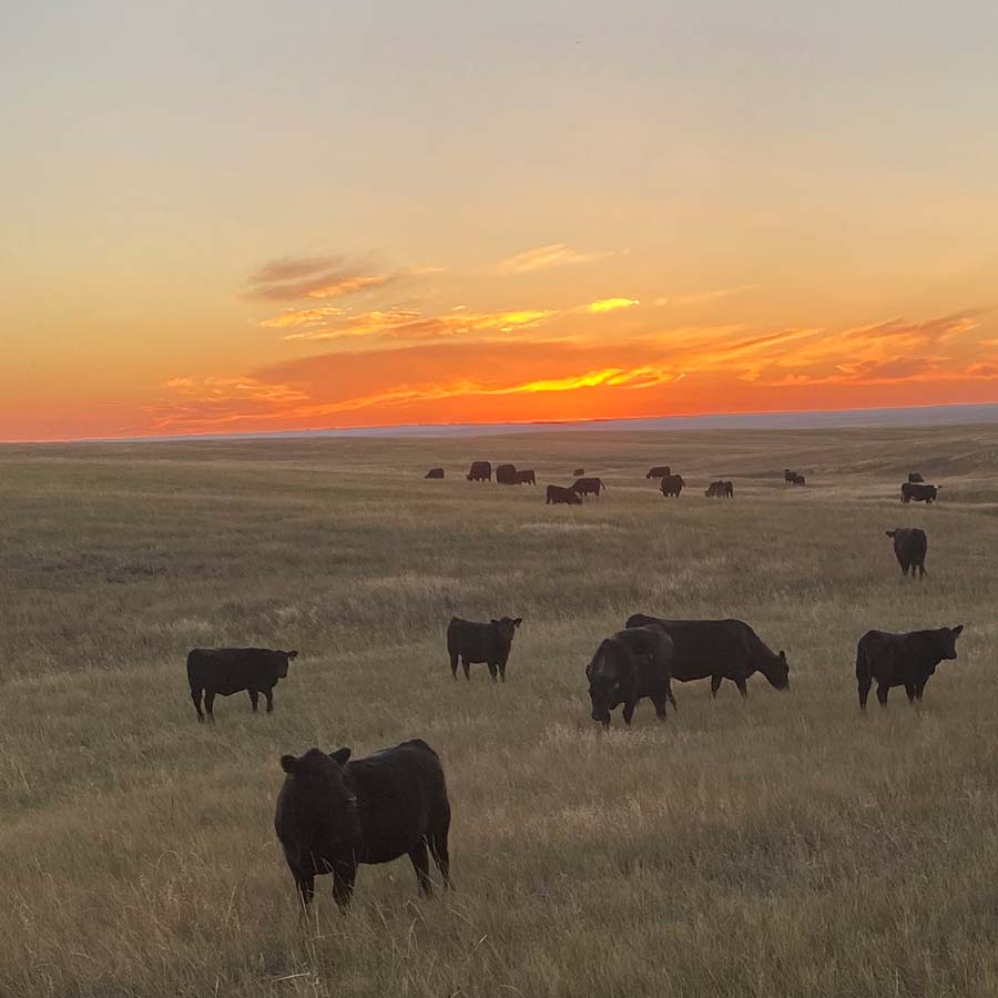 Registered Cow Herd | Calving Ease | Fleshing Ability | Belle Fourche, SD