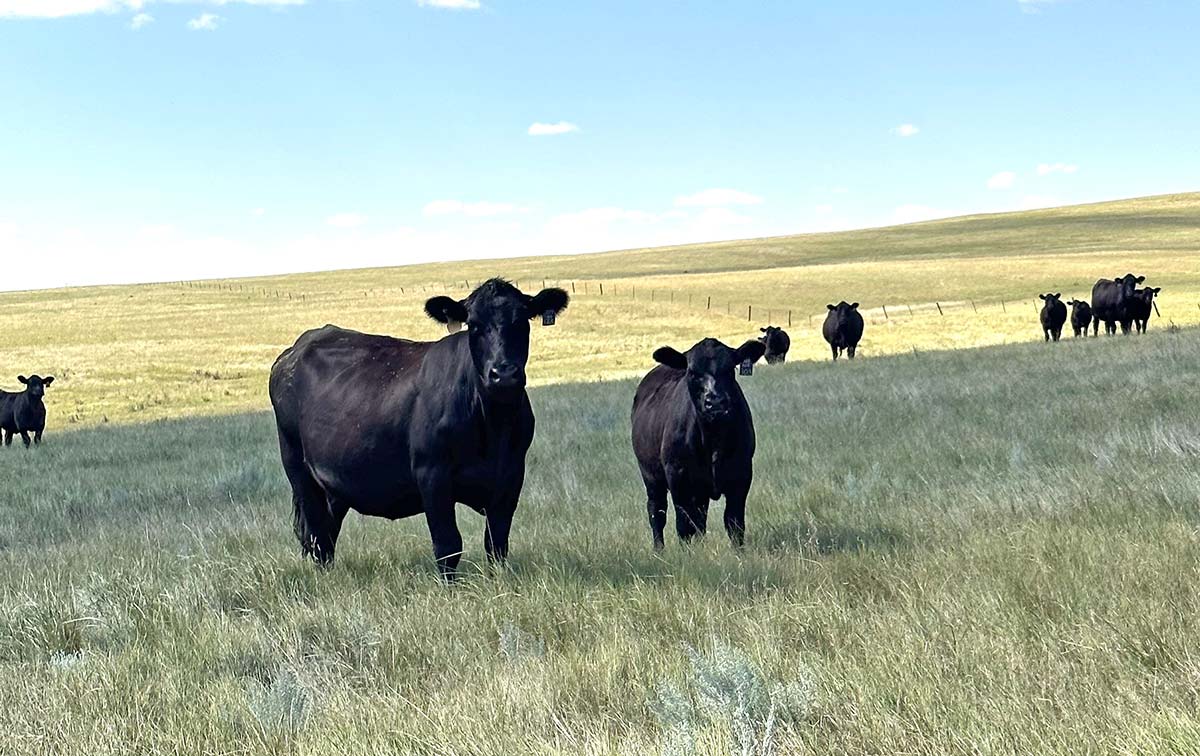 Registered Cow Herd | Calving Ease | Fleshing Ability | Belle Fourche, SD