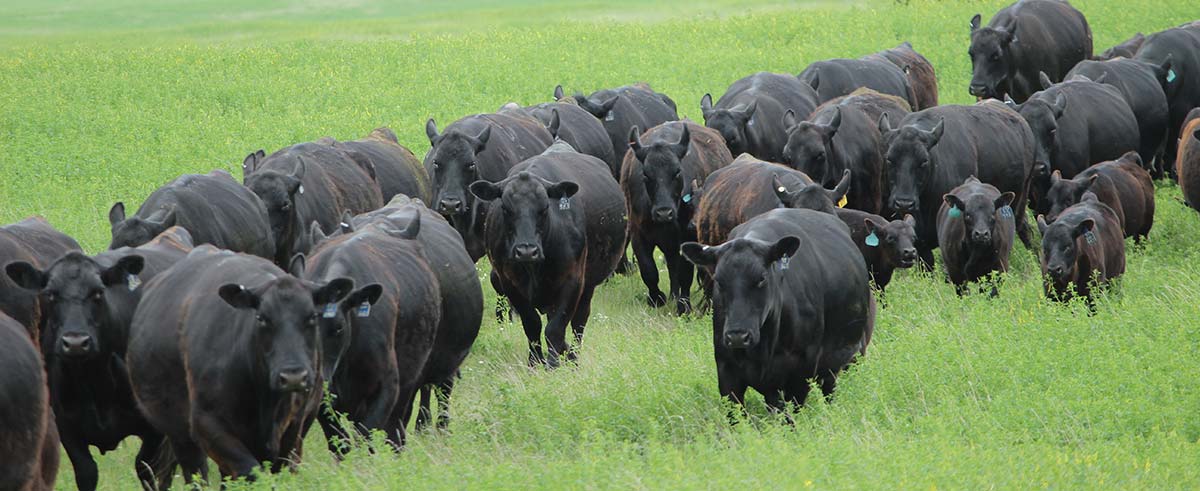 Registered Cow Herd | Calving Ease | Fleshing Ability | Belle Fourche, SD