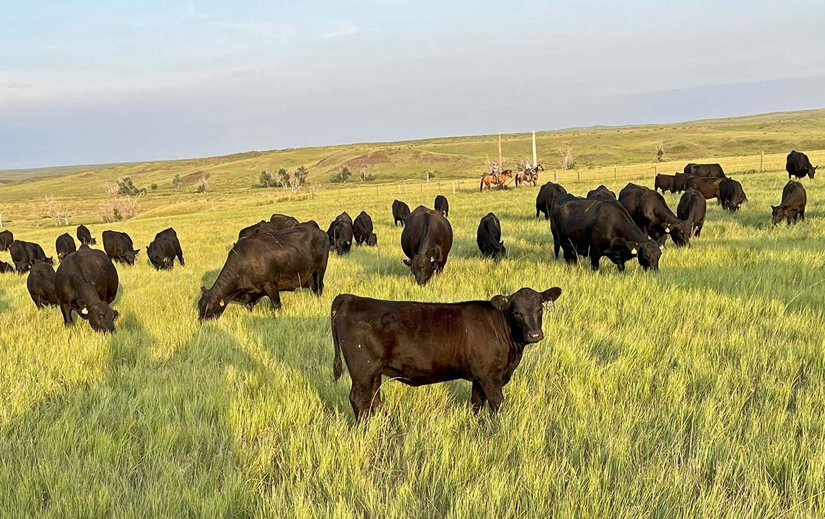 Registered Cow Herd | Calving Ease | Fleshing Ability | Belle Fourche, SD
