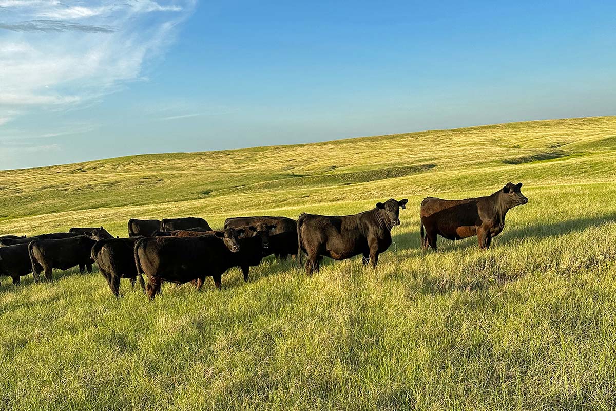 Registered Cow Herd | Calving Ease | Fleshing Ability | Belle Fourche, SD