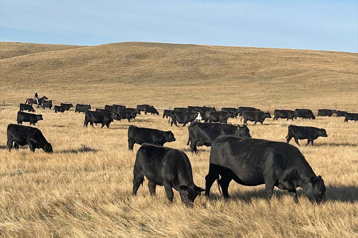 Registered Cow Herd | Calving Ease | Fleshing Ability | Belle Fourche, SD