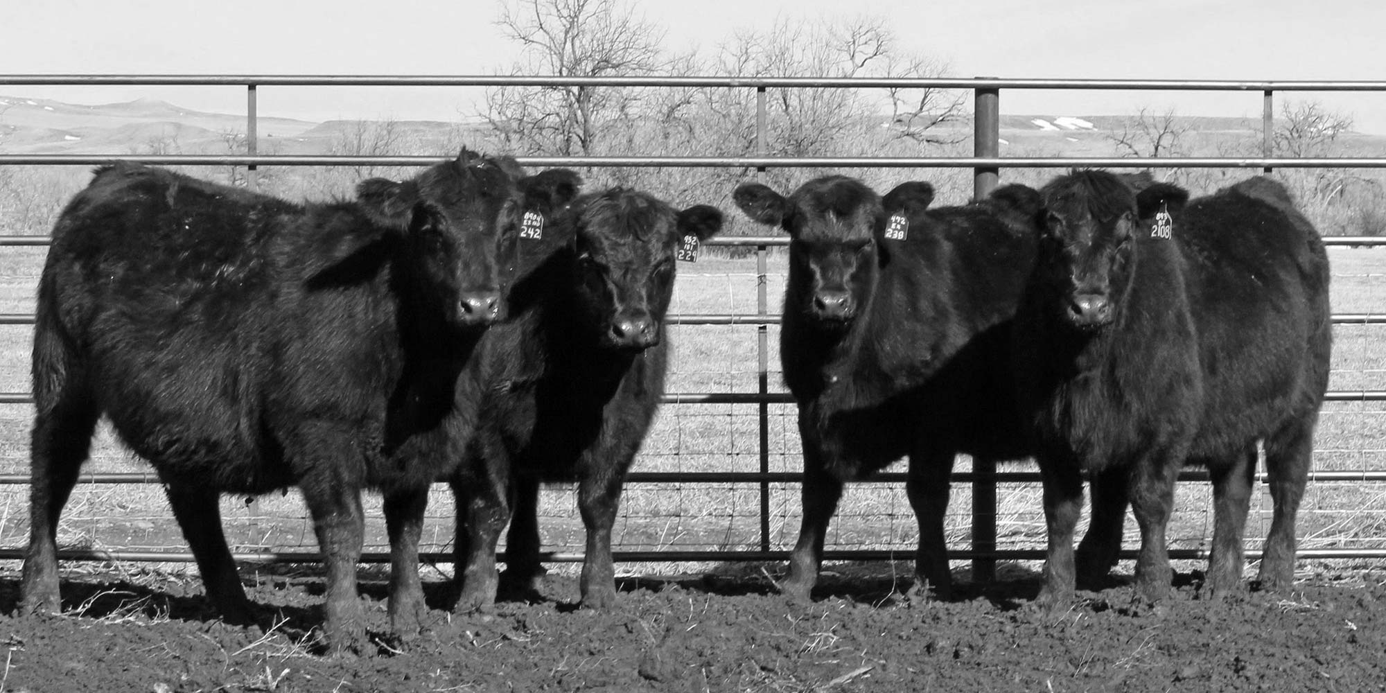 Registered Cow Herd | Calving Ease | Fleshing Ability | Belle Fourche, SD